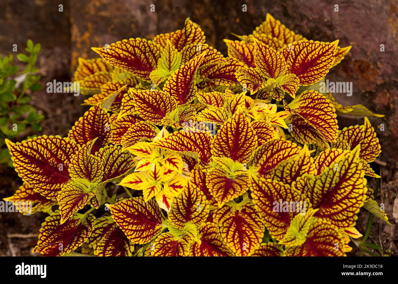 Coleus plant leaves hi-res stock photography and images - Alamy