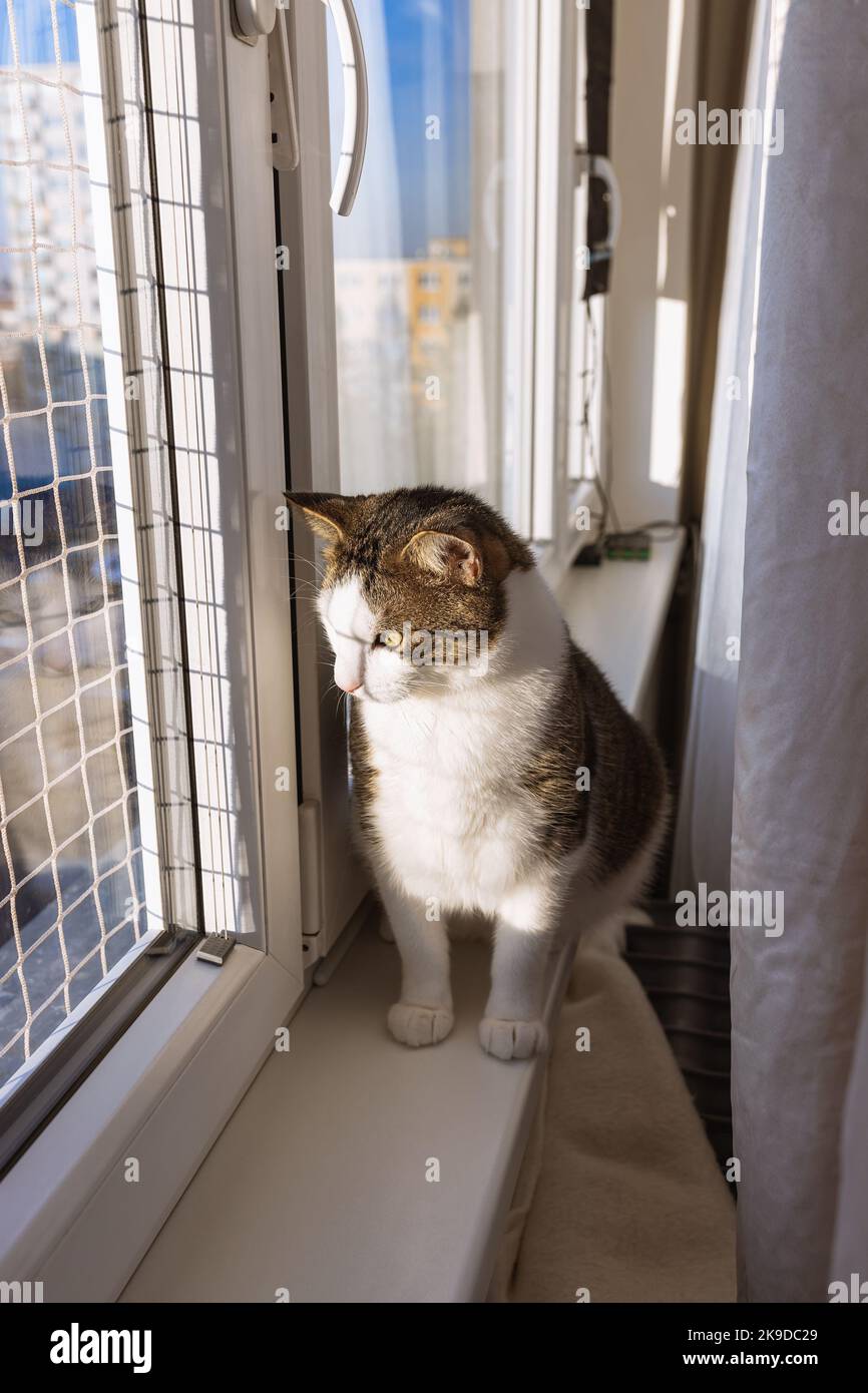 Fat cat sitting on sill behind curtain, window with safety net for cats ...