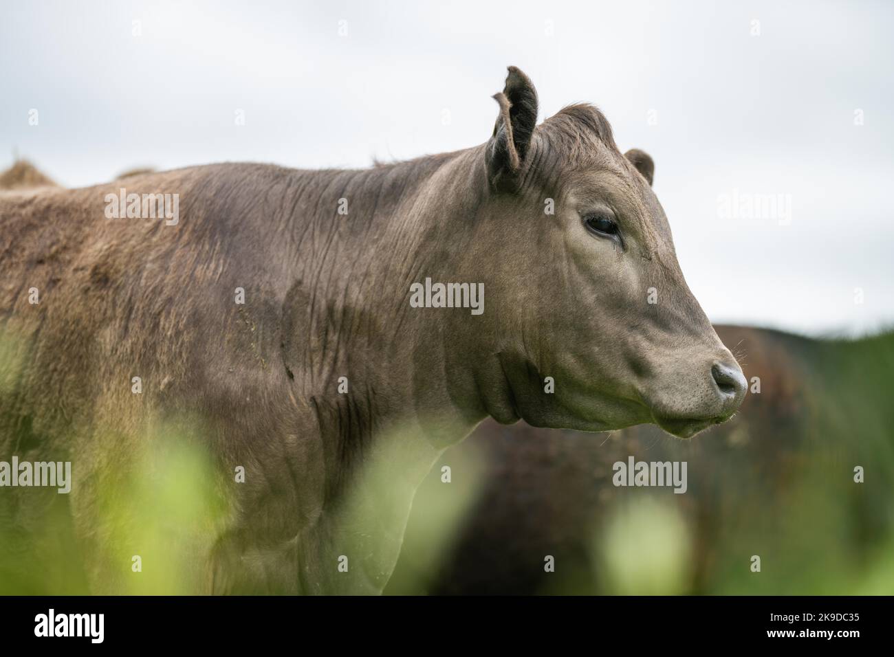 sustainable agriculture cow farm in a field, beef cows in a field. livestock herd grazing on ...
