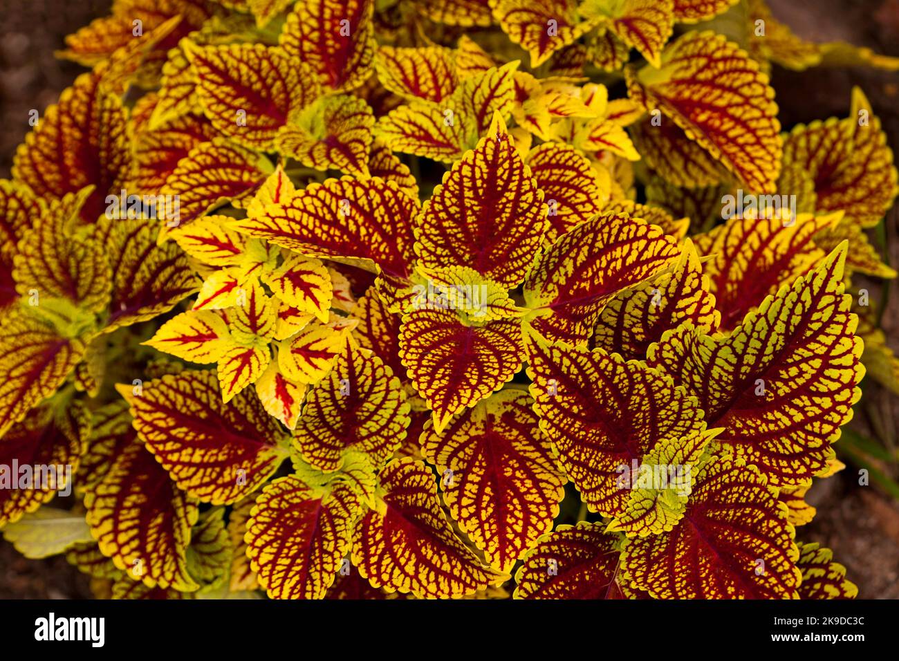 Unusual vivid red and golden yellow leaves of Solenostemon cultivar ...
