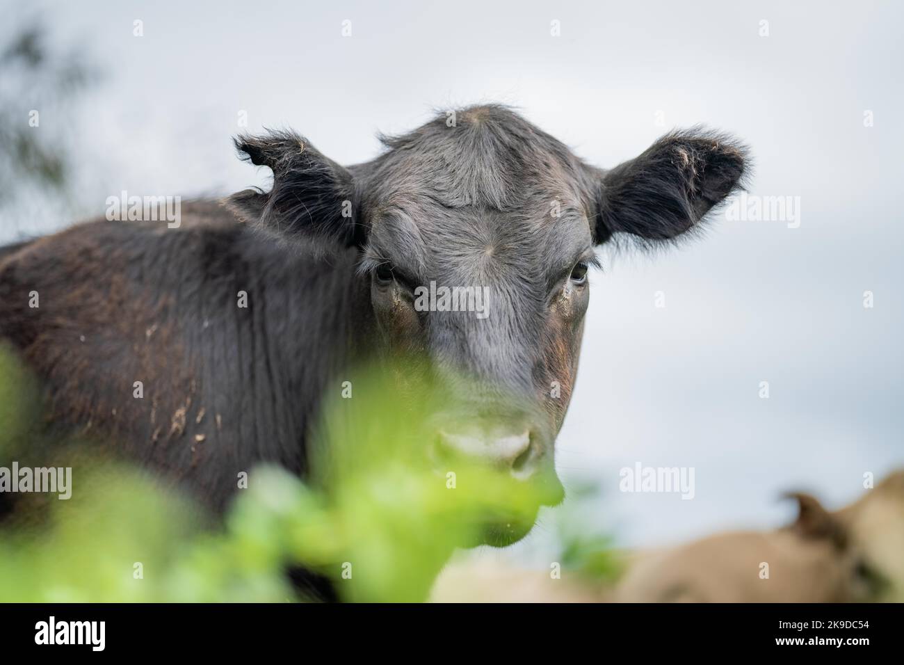 Regenerative Stud Angus, wagyu, Murray grey, Dairy and beef Cows and ...