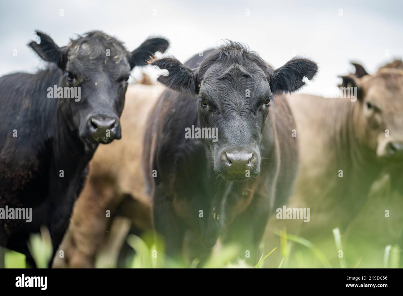 Cattle ranch aerial australia hi-res stock photography and images - Alamy