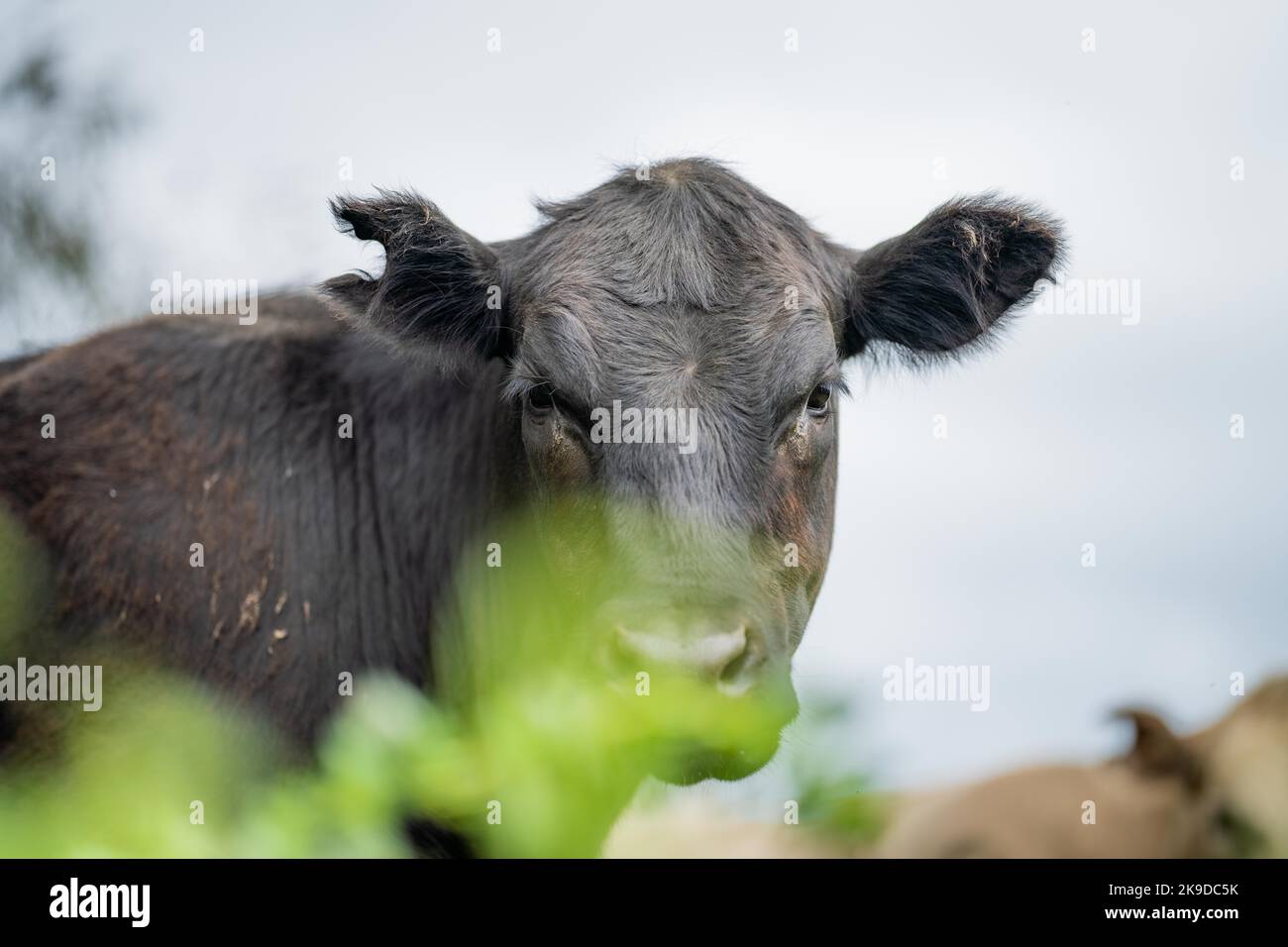 sustainable agriculture cow farm in a field, beef cows in a field. livestock herd grazing on ...