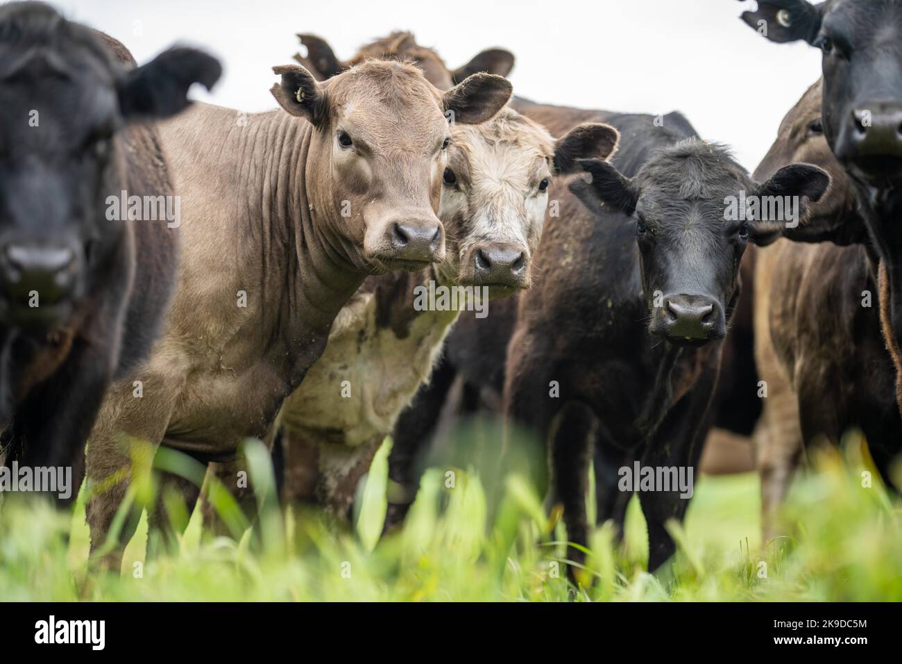 agriculture field, beef cows in a field. wagyu cattle herd grazing on ...