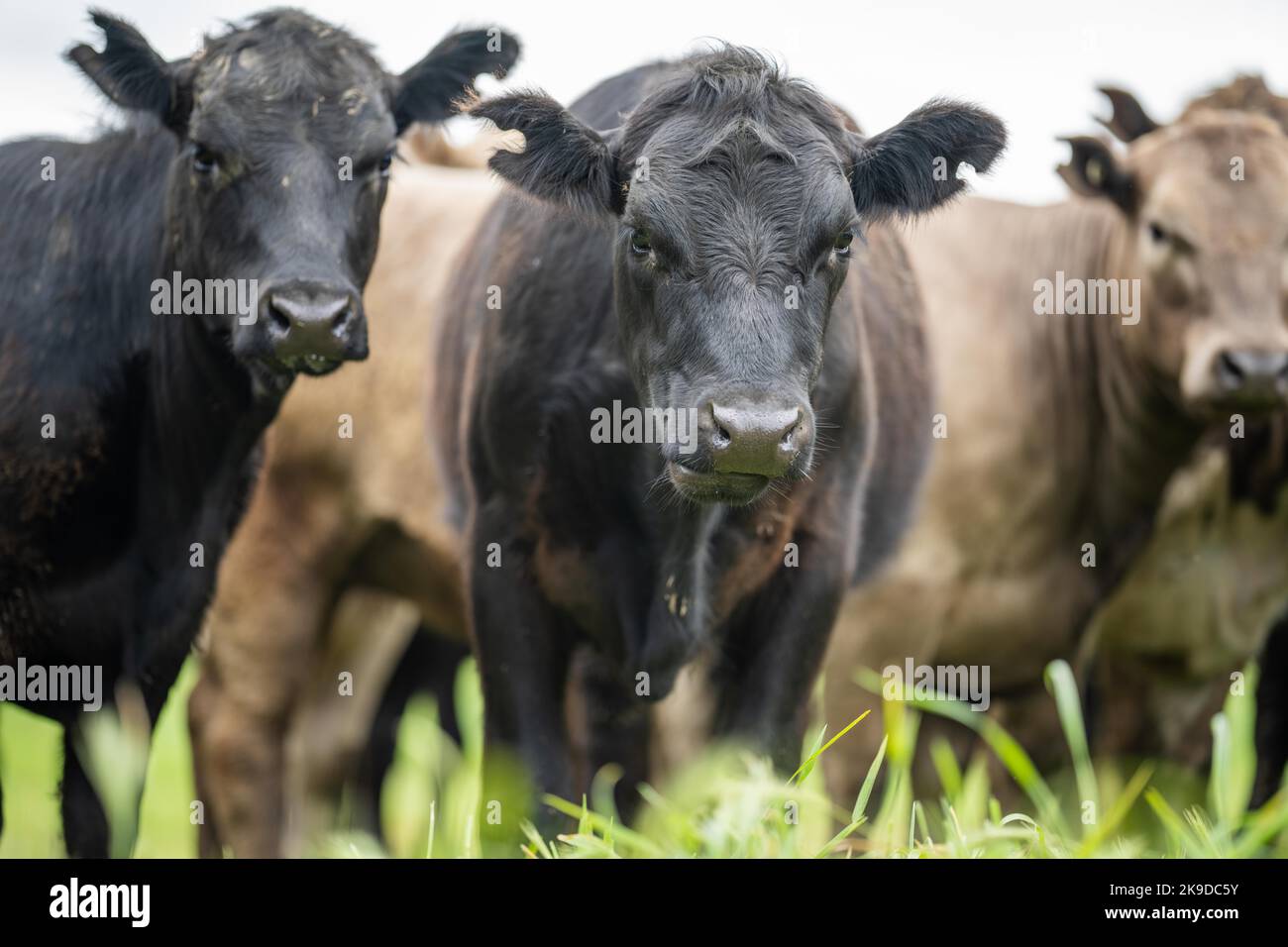 Dr congo mali flag hi-res stock photography and images - Alamy
