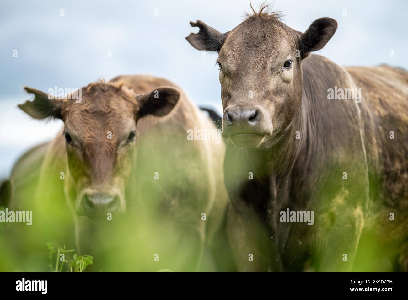 German angus cow calf hi-res stock photography and images - Alamy