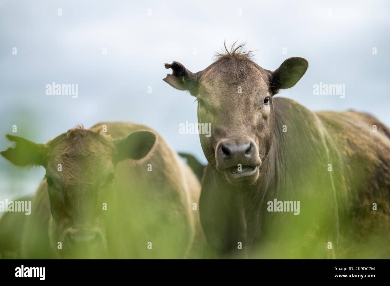agriculture field, herd of beef cows in a field. springtime on a farm ...