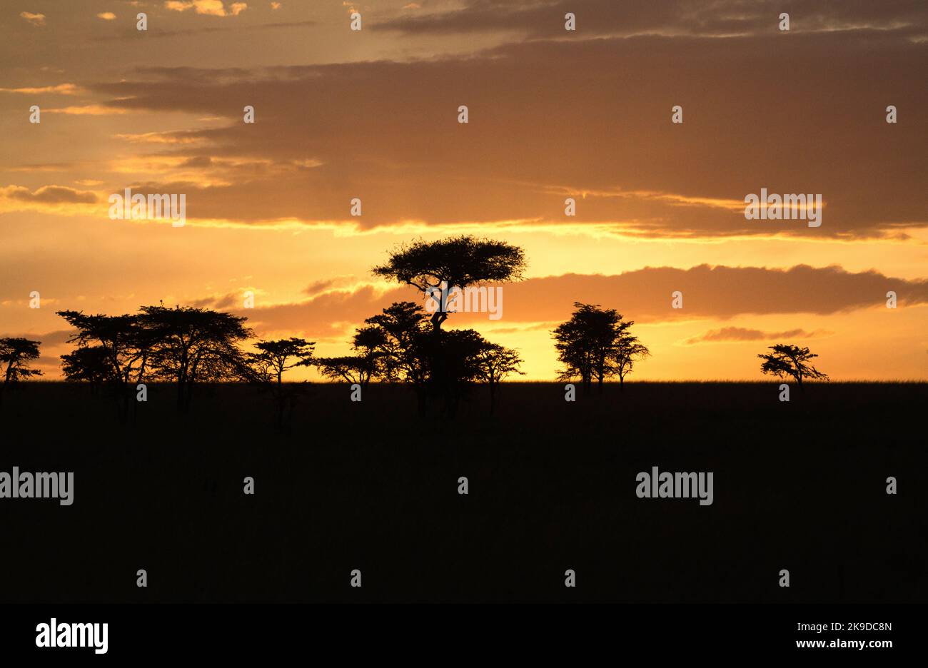 Acacia trees and bushes photographed against the dawn sky Stock Photo ...