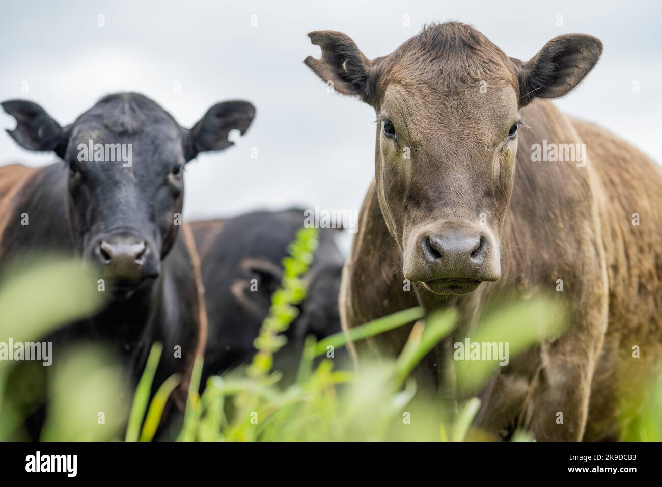 agriculture field, beef cows in a field. wagyu cattle herd grazing on ...