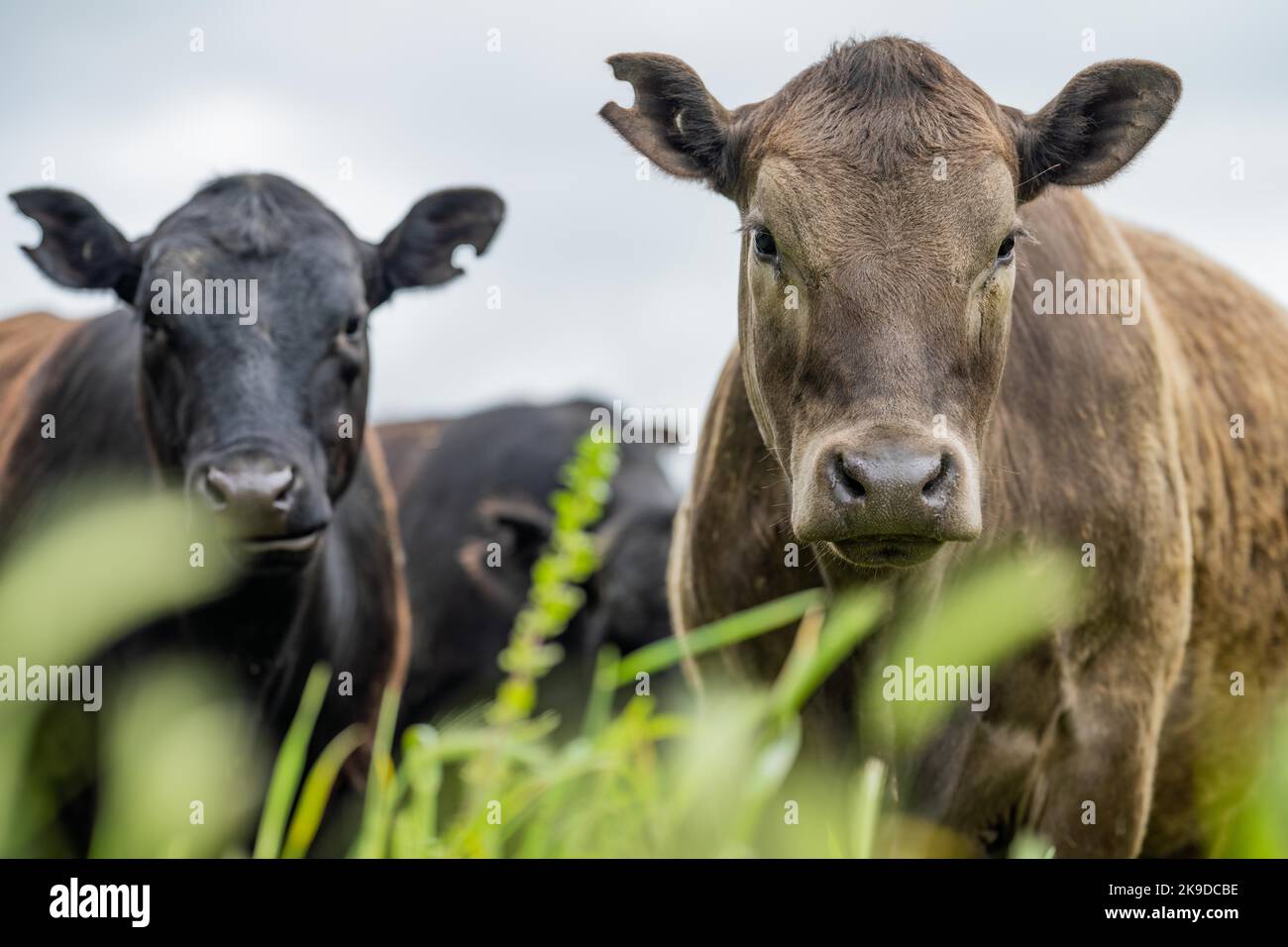 agriculture field, herd of beef cows in a field. springtime on a farm ...