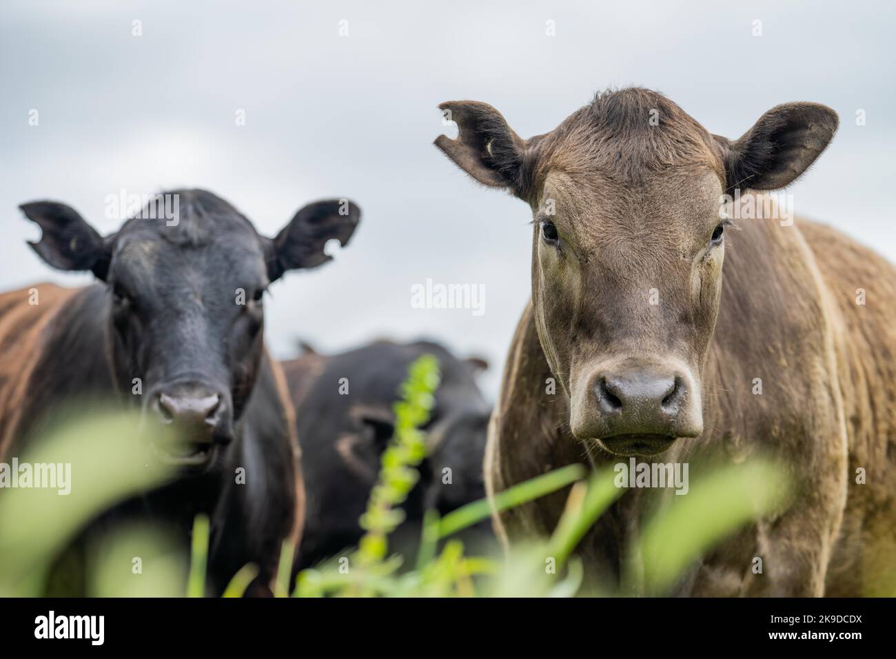 Angola ghana flag hi-res stock photography and images - Alamy