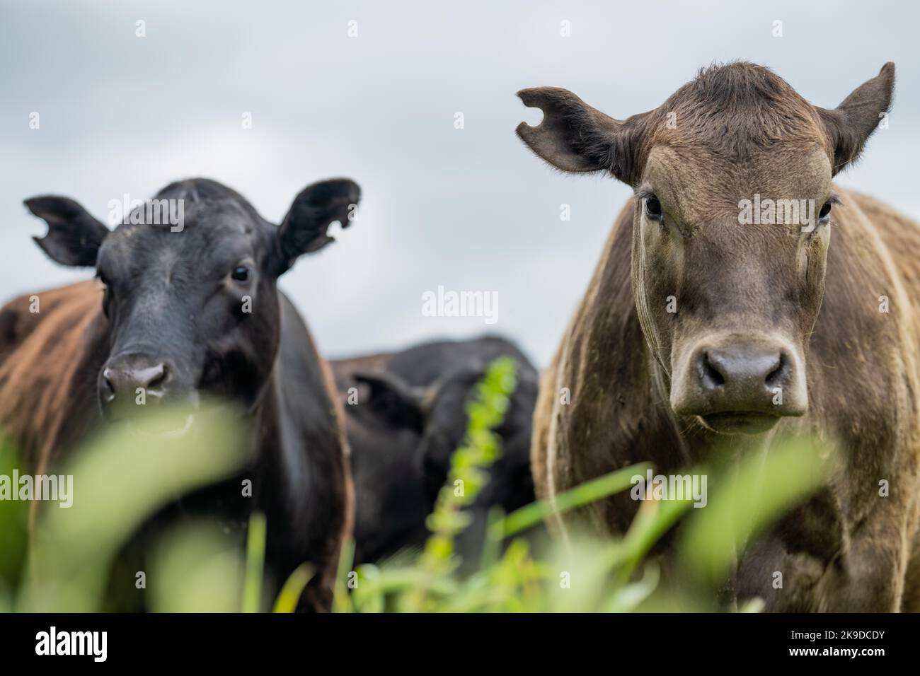 Regenerative Stud Angus, wagyu, Murray grey, Dairy and beef Cows and ...