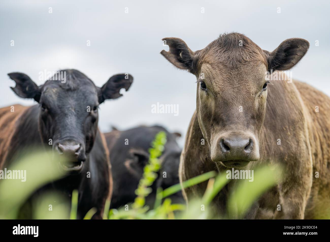 Cattle ranch aerial australia hi-res stock photography and images - Alamy