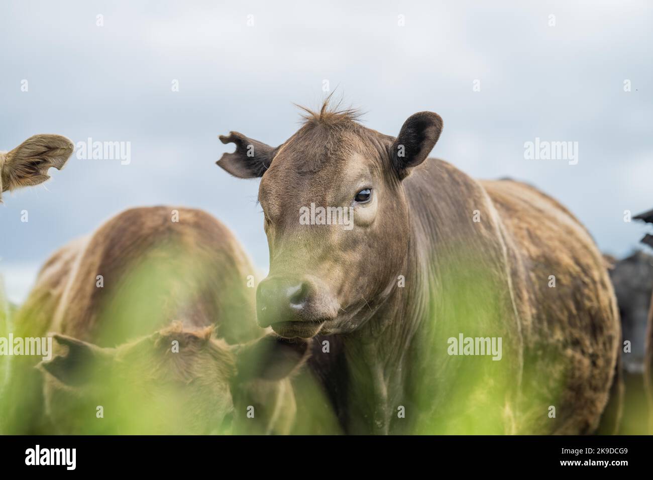agriculture field, herd of beef cows in a field. springtime on a farm ...