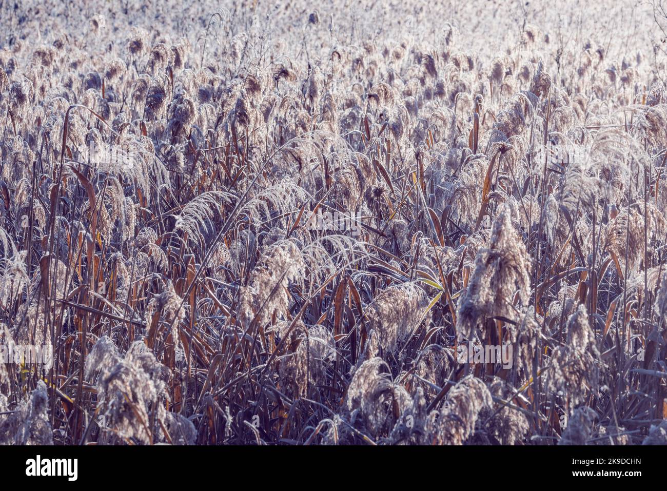 Cane around the lake at cold autumn morning Stock Photo - Alamy