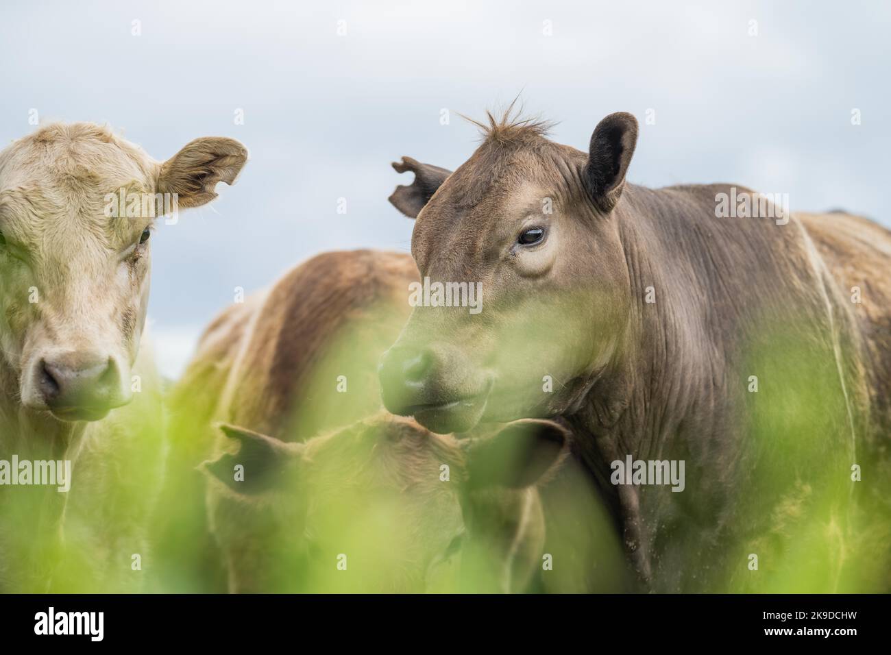 agriculture field, beef cows in a field. wagyu cattle herd grazing on ...