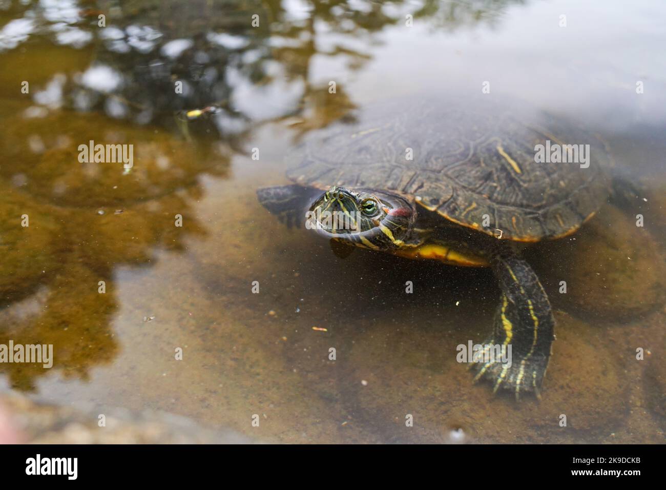 Turtle underwater with head popping out Stock Photo - Alamy