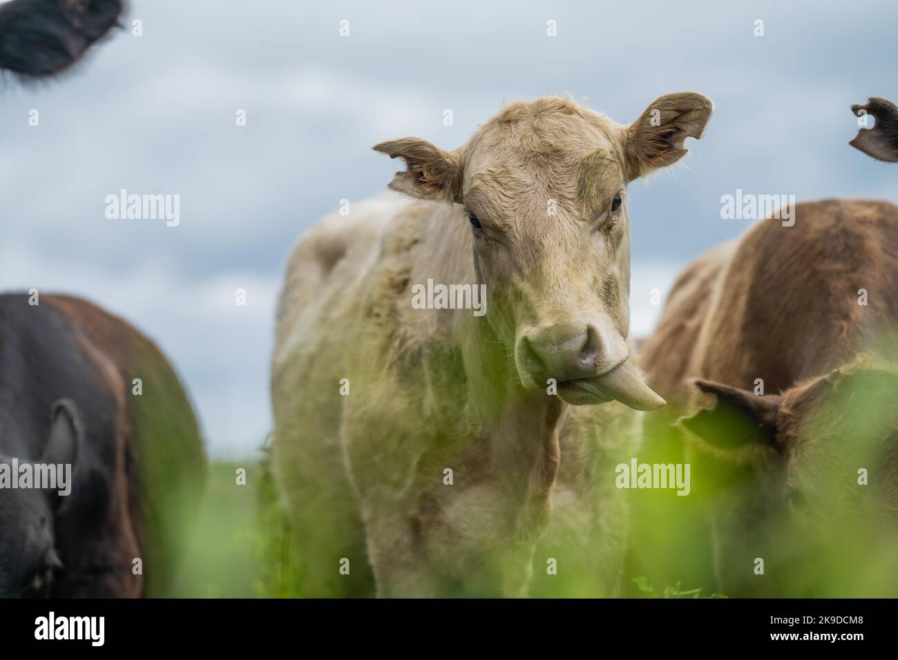 Dr congo mali flag hi-res stock photography and images - Alamy