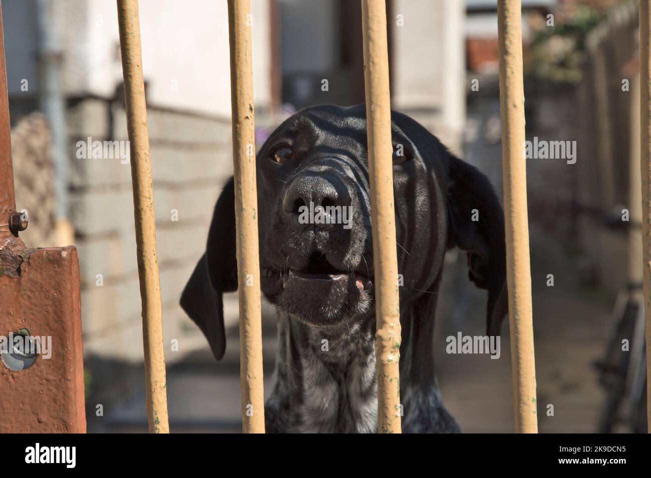 Dog looking behind door hi-res stock photography and images - Alamy
