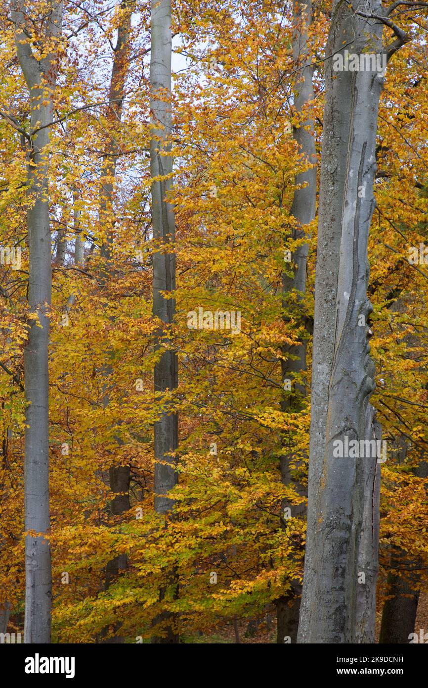 Polska jesien hi-res stock photography and images - Alamy