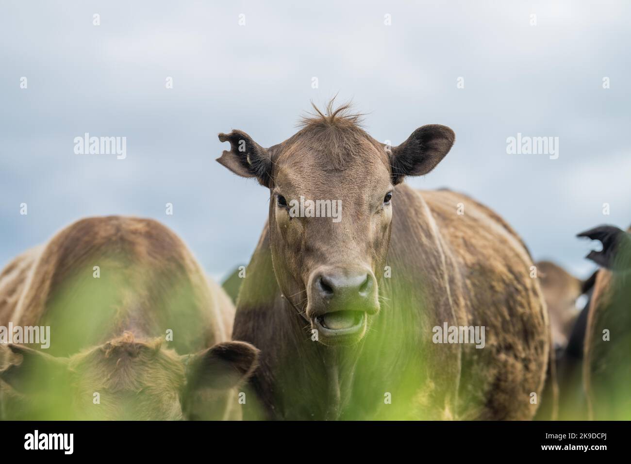 herd of Cows grazing on pasture in a field. regenerative angus cattle ...