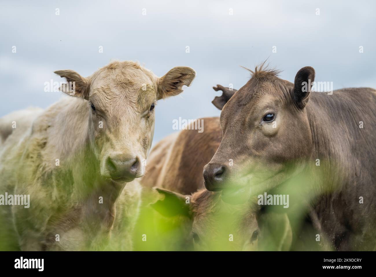 sustainable agriculture cow farm in a field, beef cows in a field ...