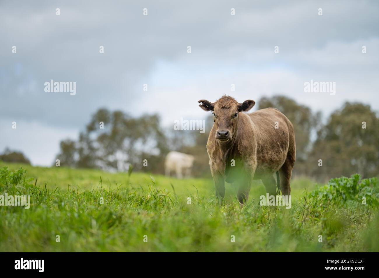 Regenerative agriculture cows in the field, grazing on grass and ...