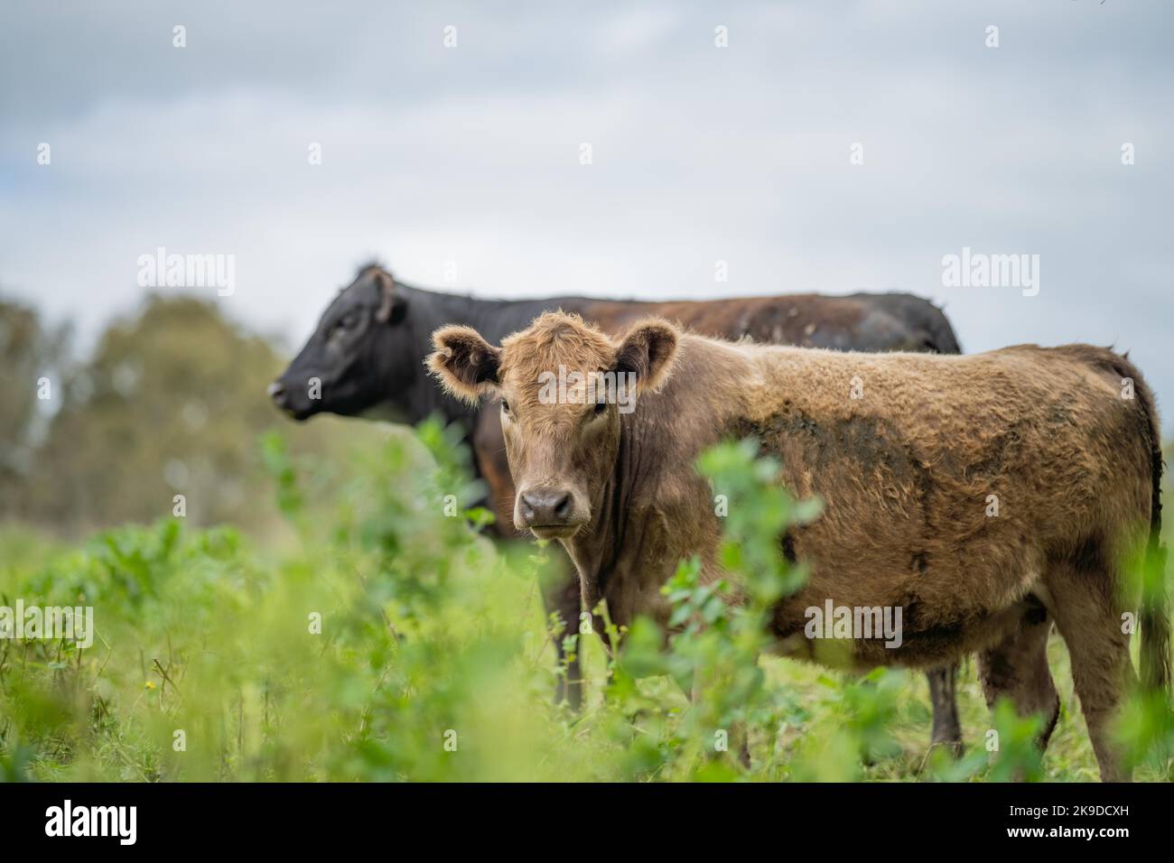 sustainable agriculture cow farm in a field, beef cows in a field. livestock herd grazing on ...