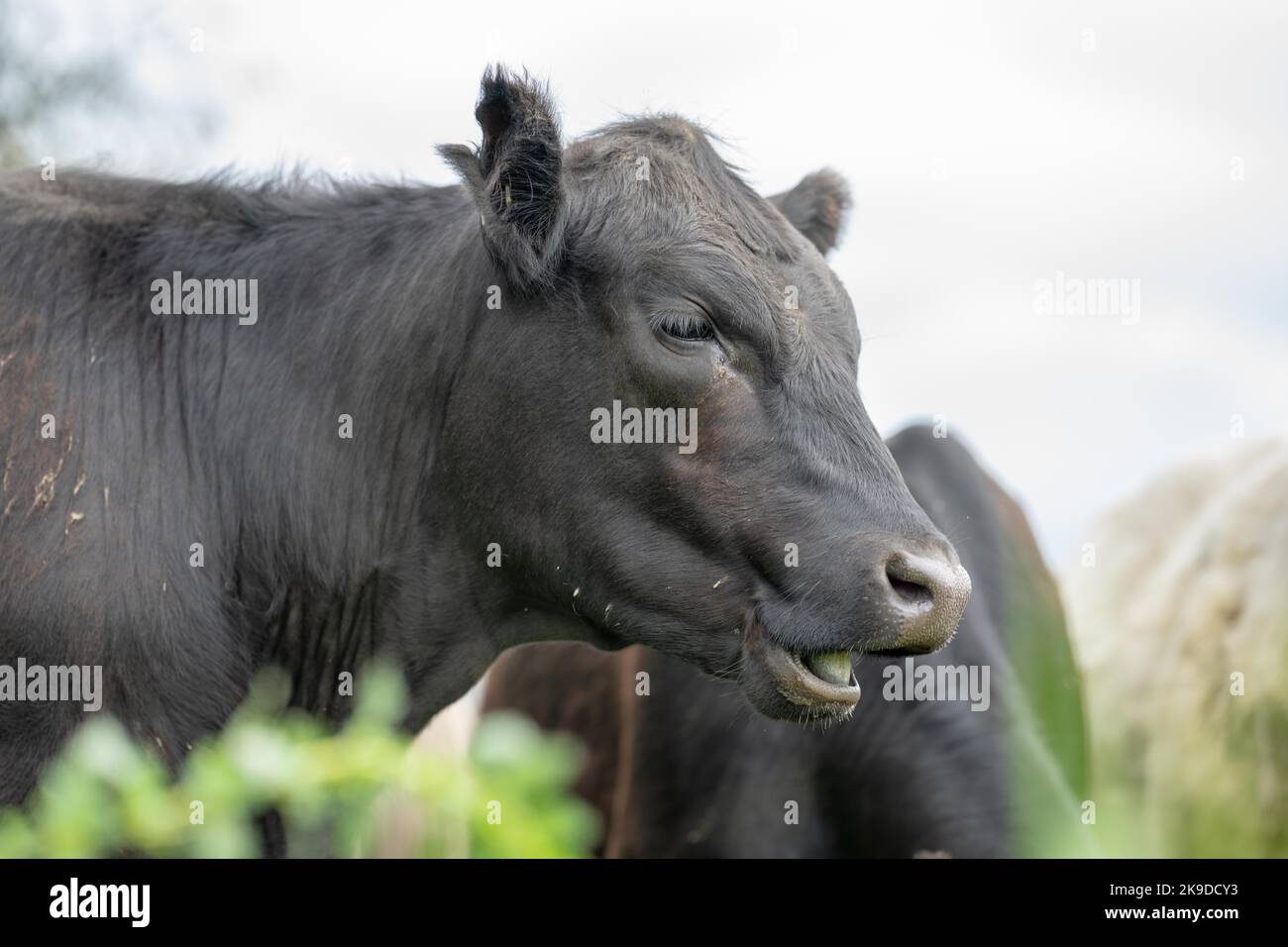 German angus cow calf hi-res stock photography and images - Alamy