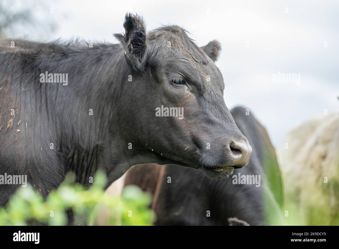 lose up of Stud Beef bulls, cows and calves grazing on grass in a field ...
