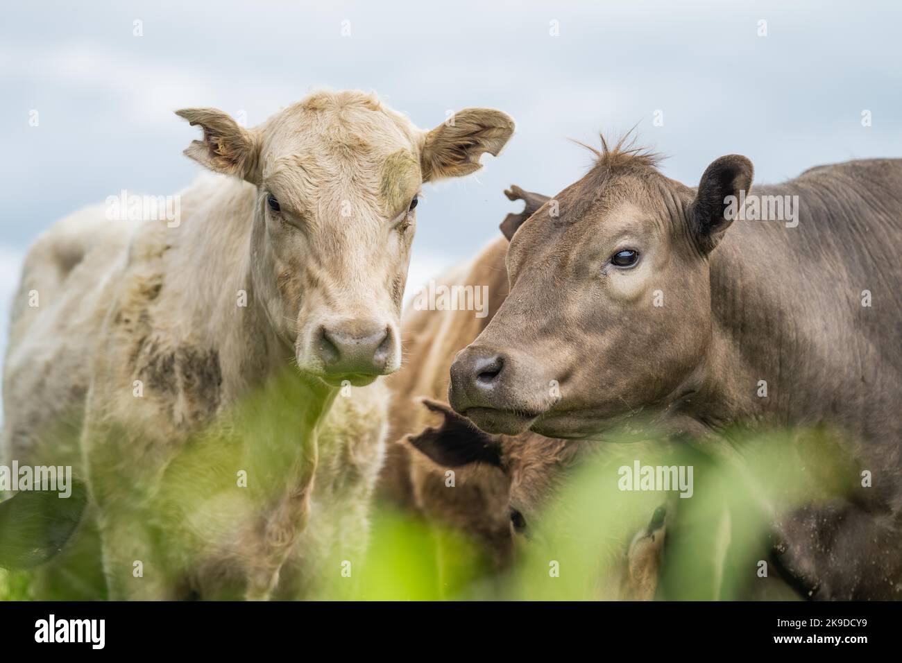 Dr congo mali flag hi-res stock photography and images - Alamy