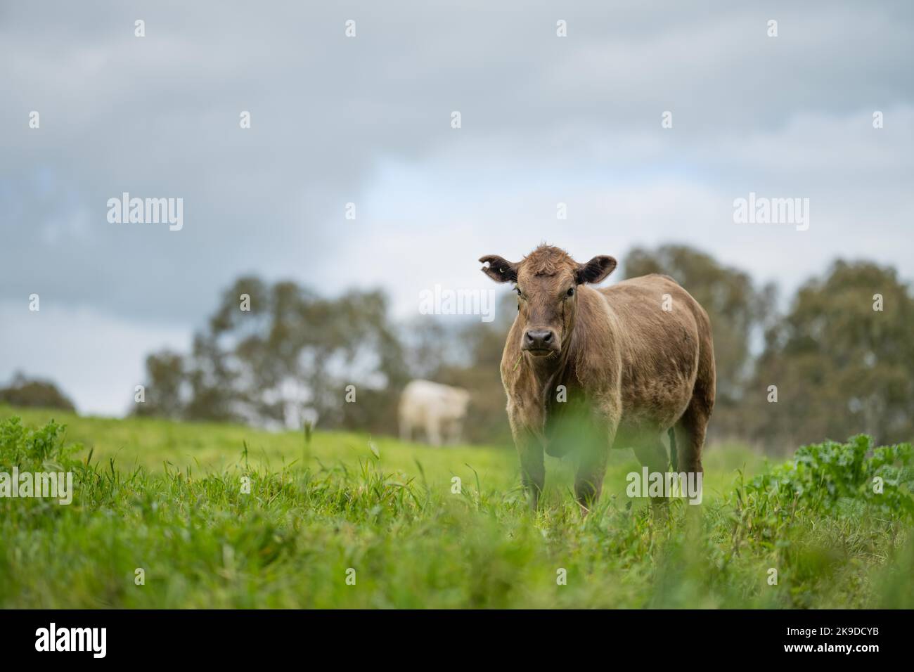 herd of Cows grazing on pasture in a field. regenerative angus cattle ...