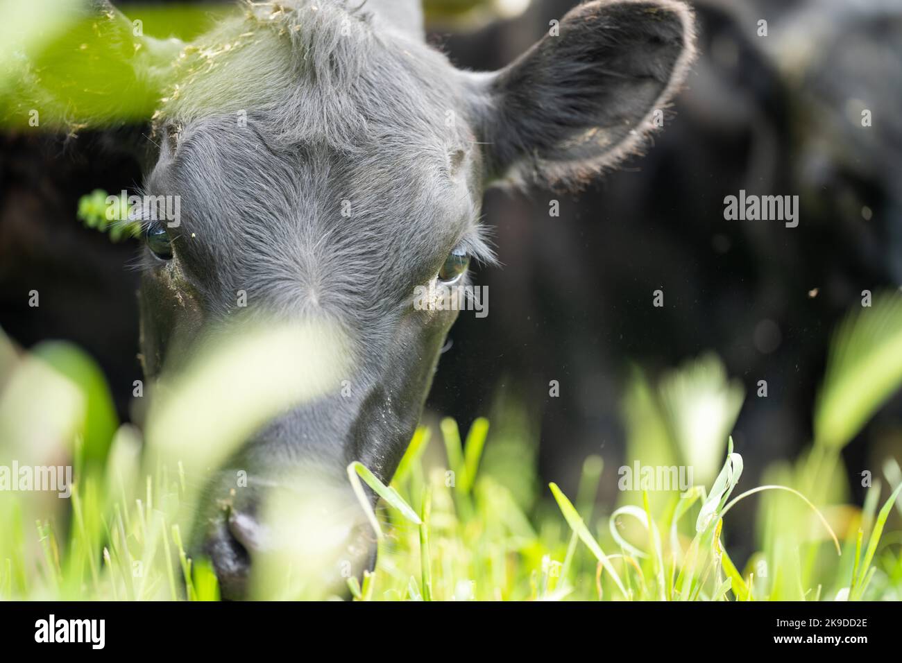 Dr congo mali flag hi-res stock photography and images - Alamy