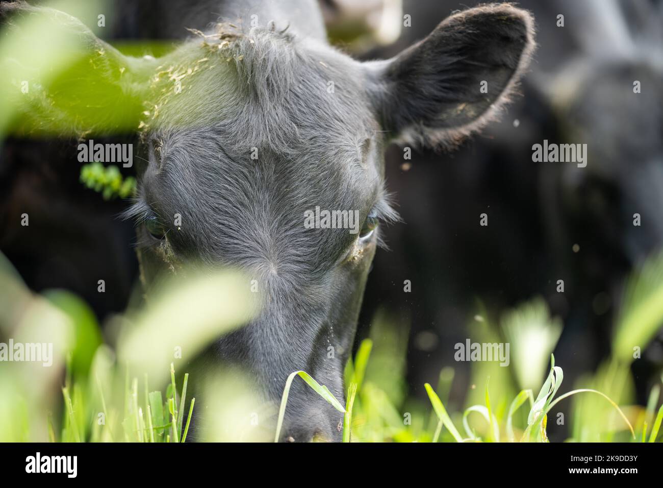 agriculture field, beef cows in a field. wagyu cattle herd grazing on ...
