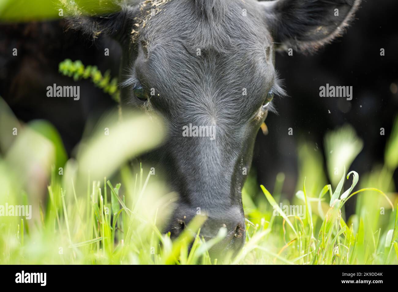 Regenerative Stud Angus, wagyu, Murray grey, Dairy and beef Cows and ...