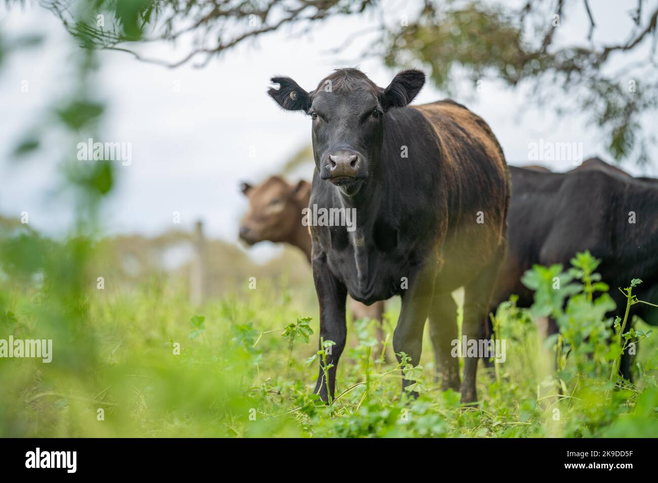 agriculture field, herd of beef cows in a field. springtime on a farm ...