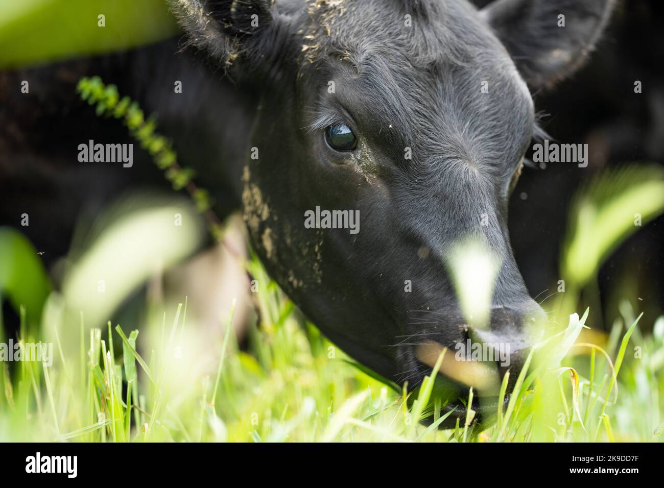 Saudi agriculture cattle hi-res stock photography and images - Alamy
