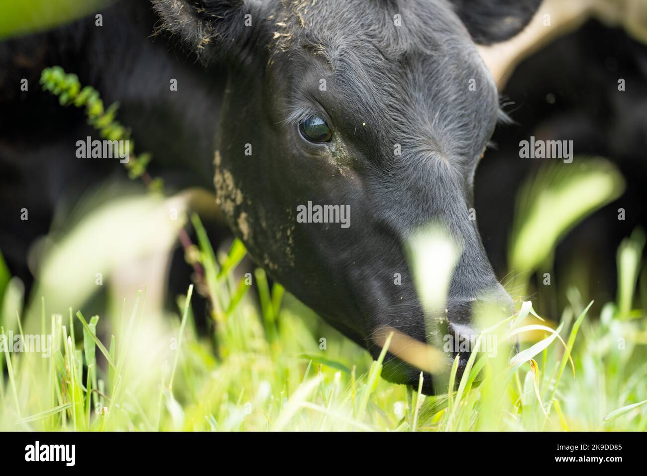 agriculture field, beef cows in a field. wagyu cattle herd grazing on ...