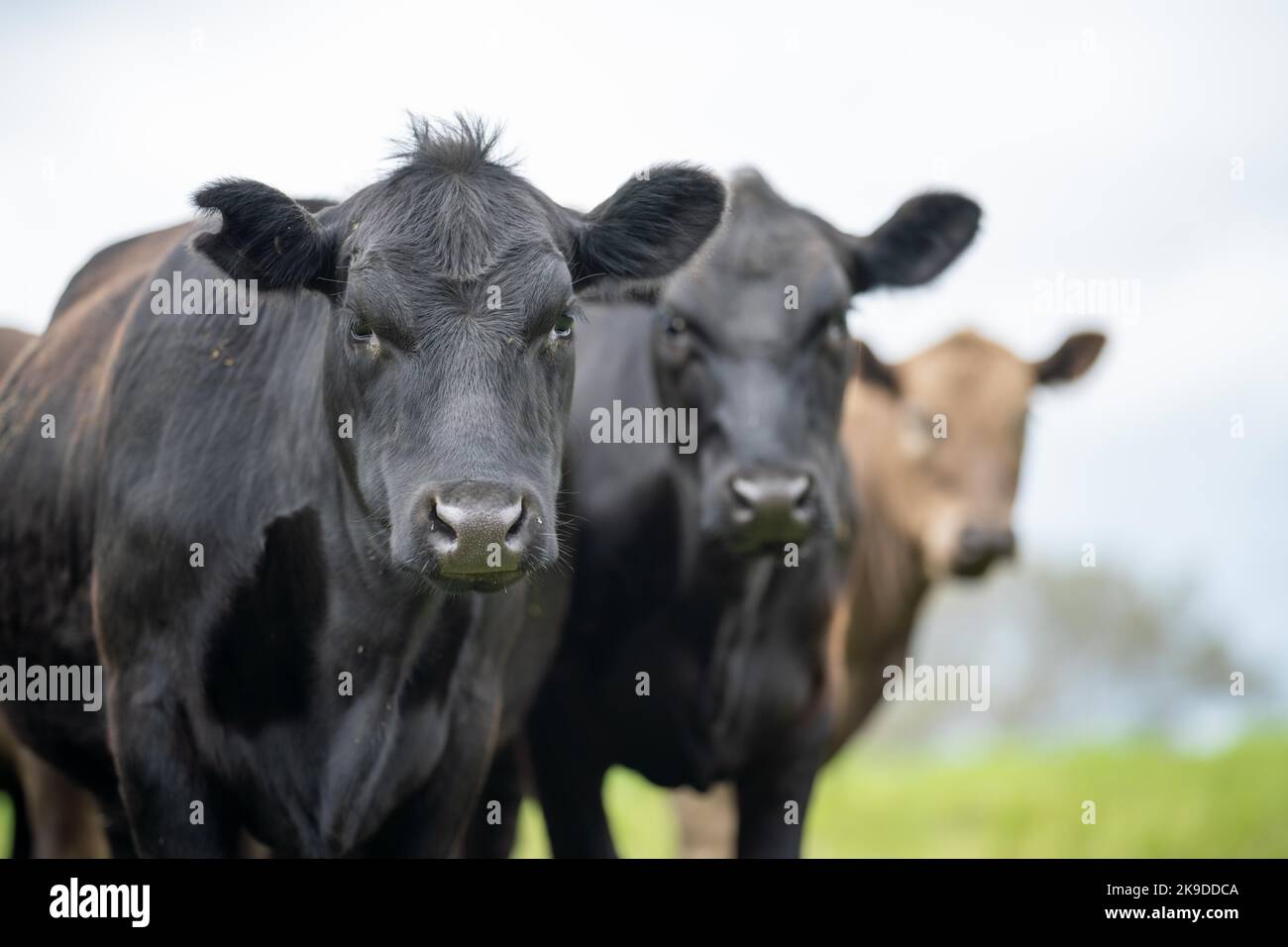 agriculture field, beef cows in a field. wagyu cattle herd grazing on ...