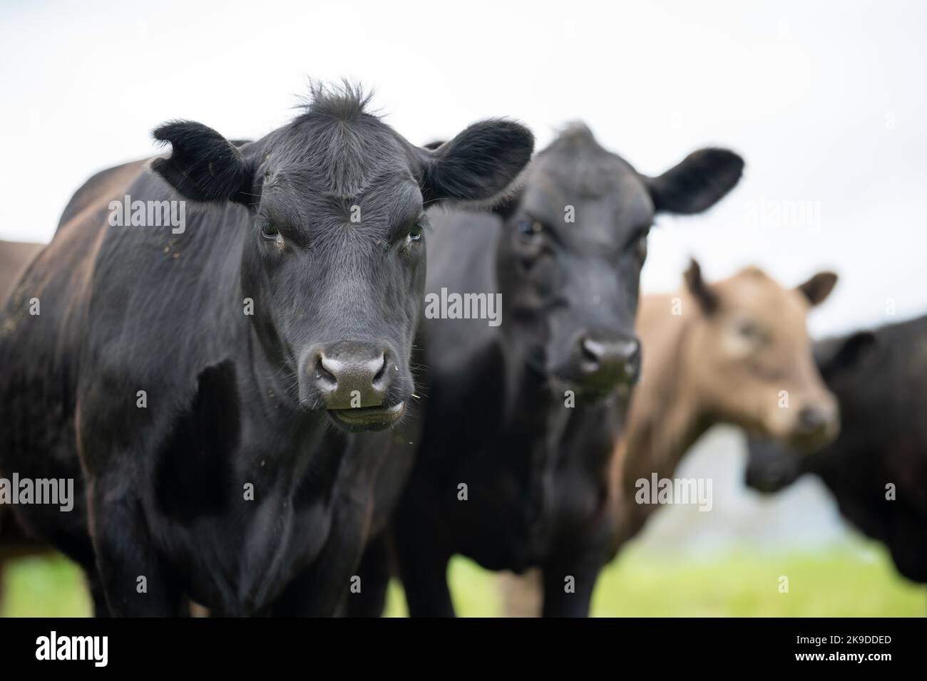 Regenerative Stud Angus, wagyu, Murray grey, Dairy and beef Cows and ...