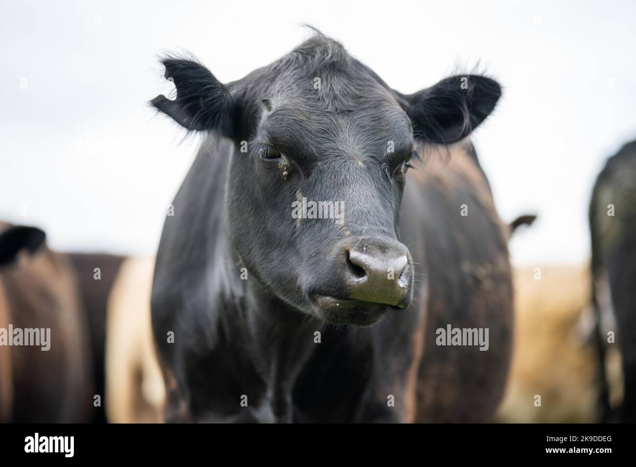 Wagyu cattle hi-res stock photography and images - Alamy