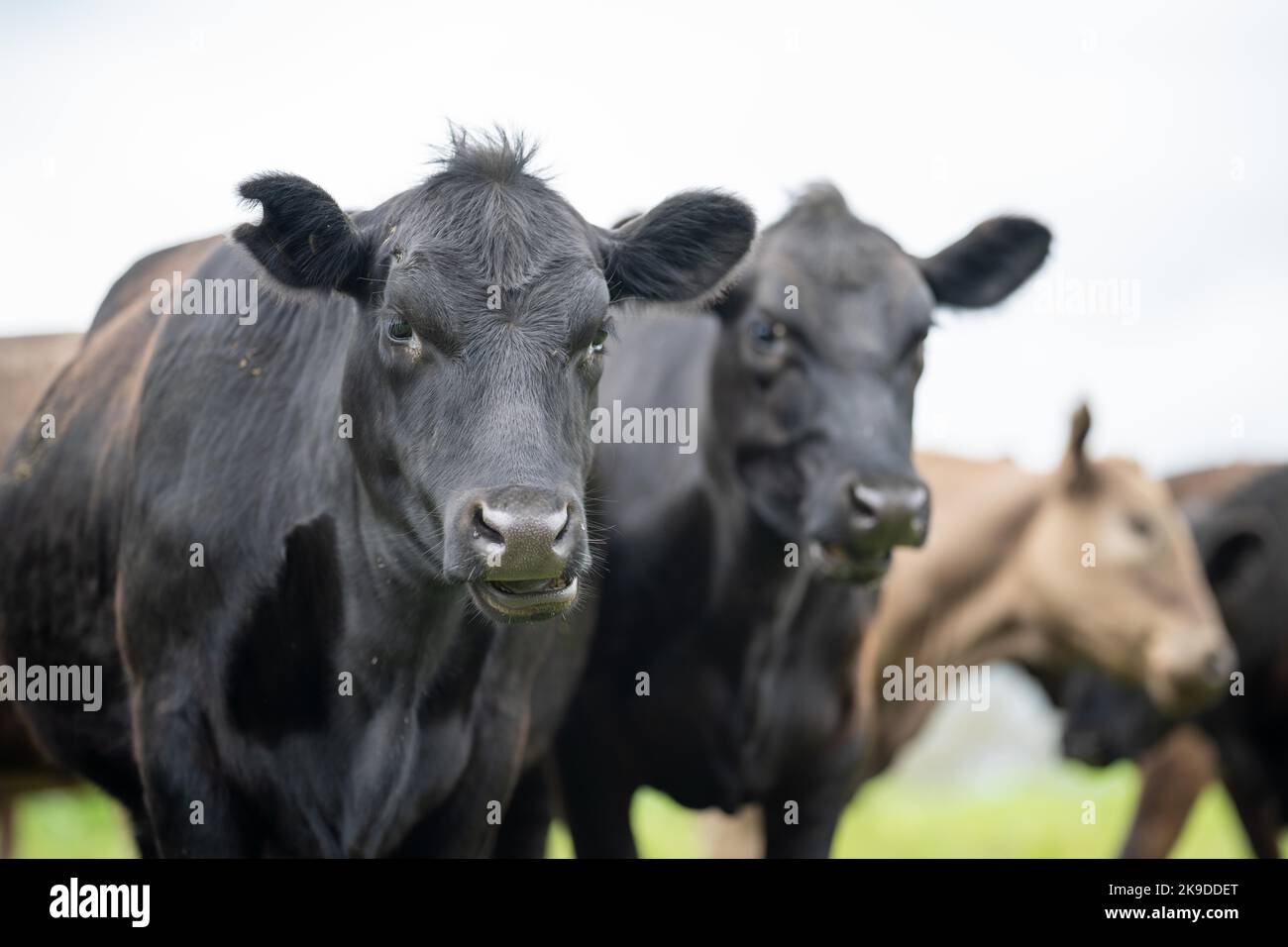 sustainable agriculture cow farm in a field, beef cows in a field. livestock herd grazing on ...