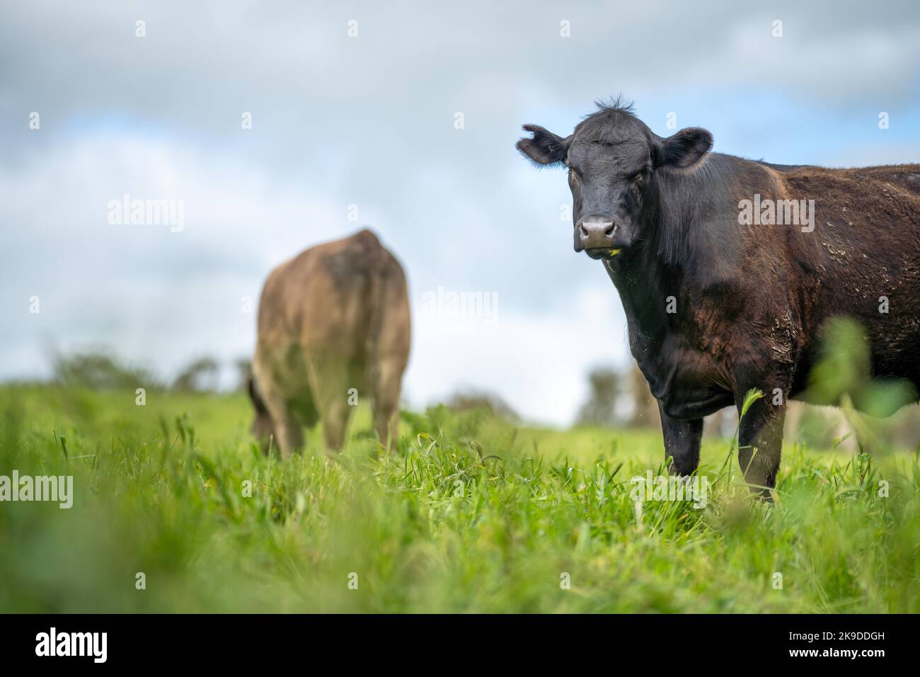 German angus cattle hi-res stock photography and images - Alamy