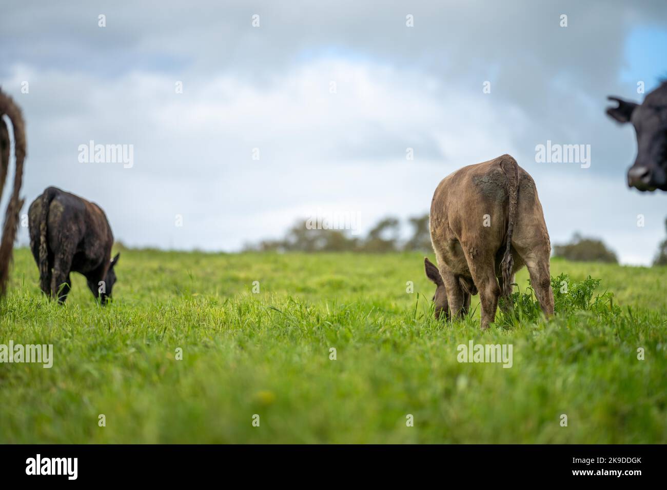 agriculture field, beef cows in a field. wagyu cattle herd grazing on pasture on a farm. fat cow ...