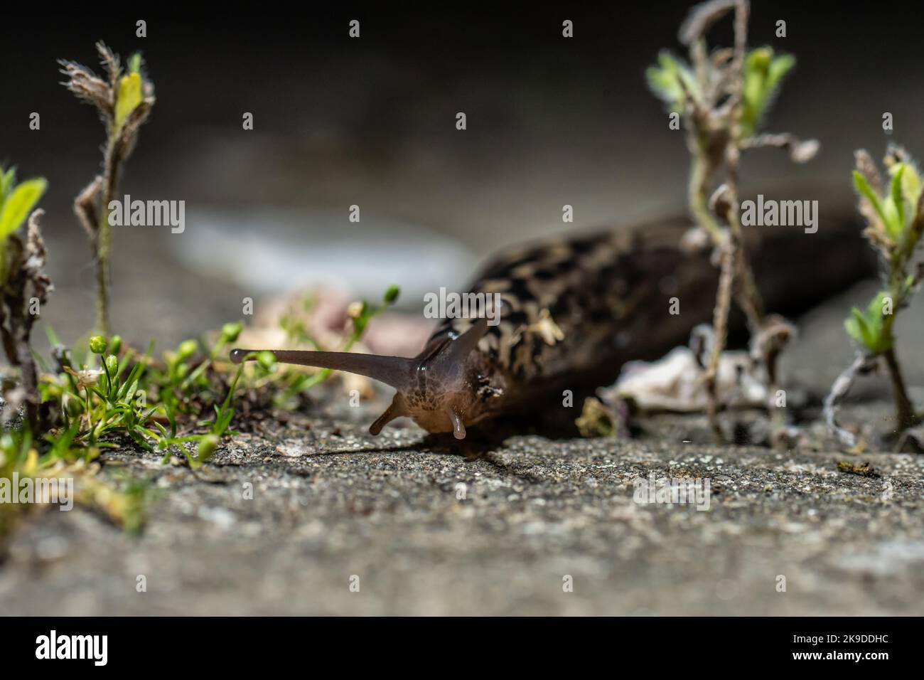 Leopard slug Mimax Maximus on a stone plate Stock Photo - Alamy