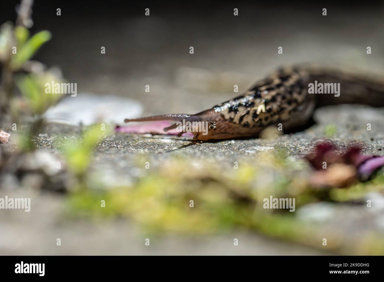 Leopard slug Mimax Maximus on a stone plate Stock Photo - Alamy