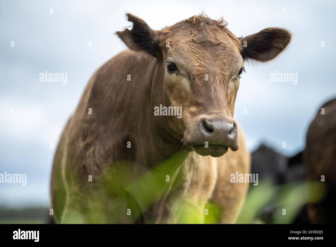 lose up of Stud Beef bulls, cows and calves grazing on grass in a field ...