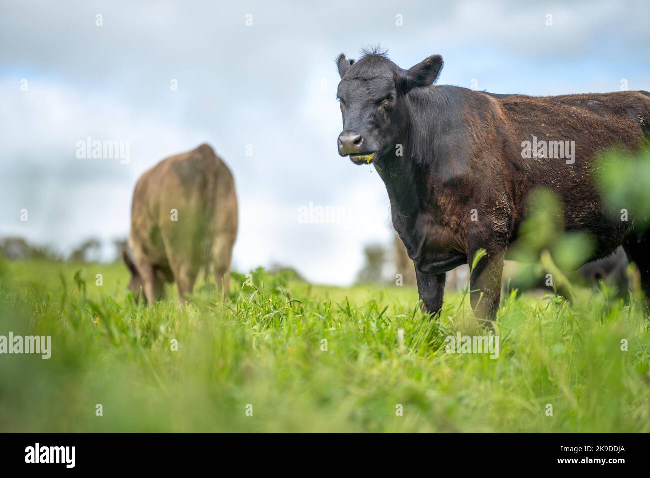 agriculture field, herd of beef cows in a field. springtime on a farm ...
