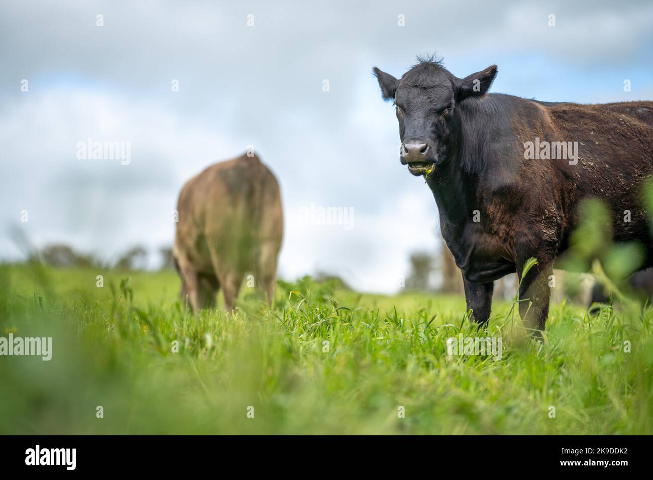 Regenerative agriculture cows in the field, grazing on grass and ...