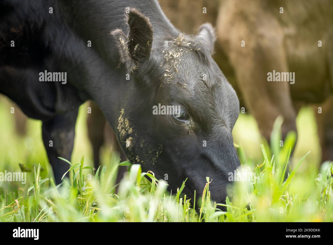 agriculture field, herd of beef cows in a field. springtime on a farm ...